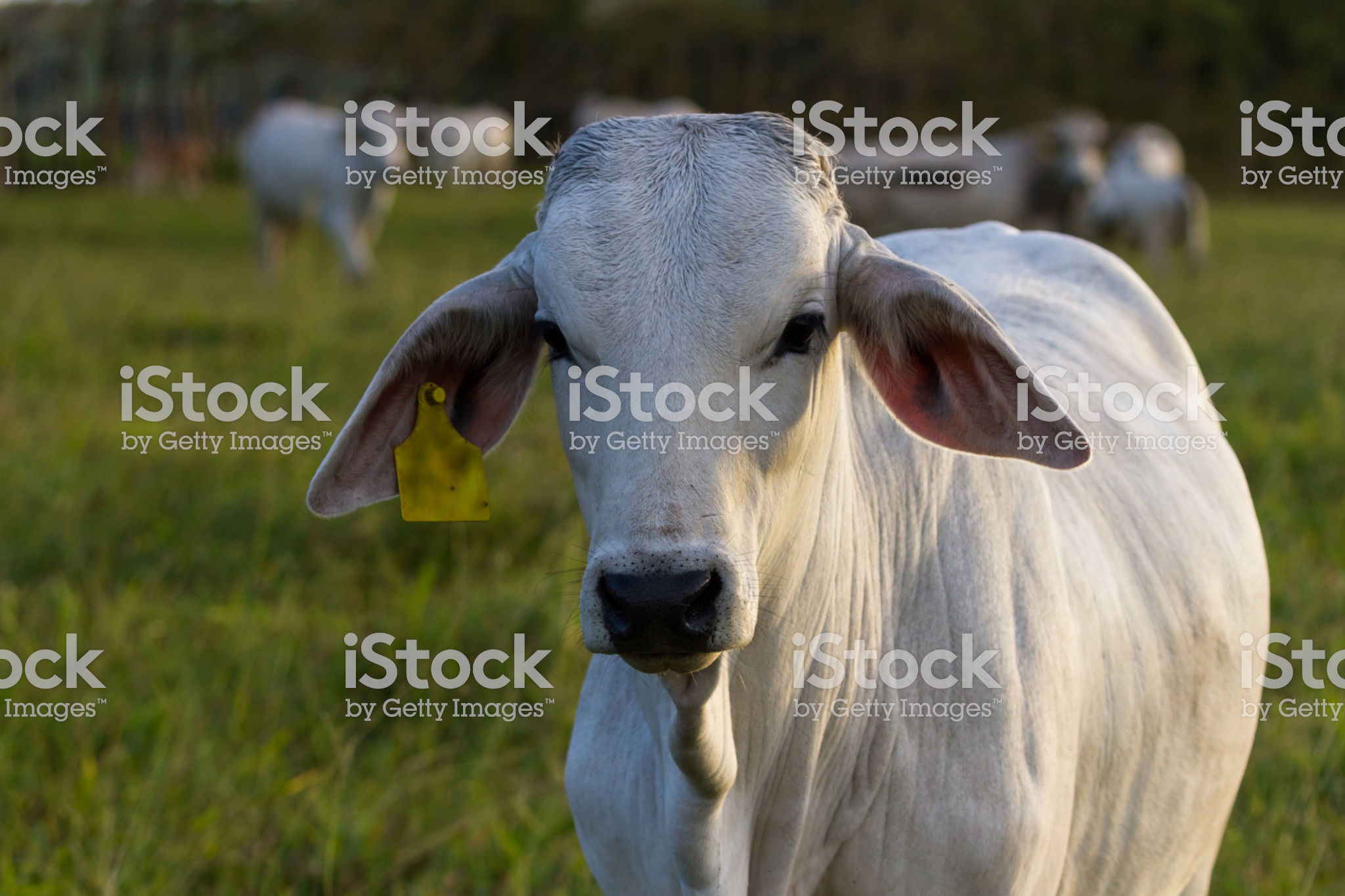 Brumbaugh Ranches | pasture raised brahman cattle in Guanacaste Costa Rica